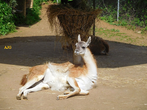 En Busca del Hada Azul: Mundopark: el parque de los animales