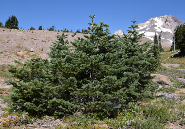 Northwest Conifer Connections: Alpine Conifers