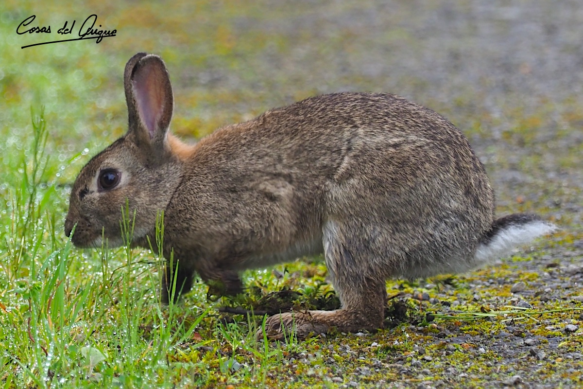 Cuaderno del Migue: El Conejo