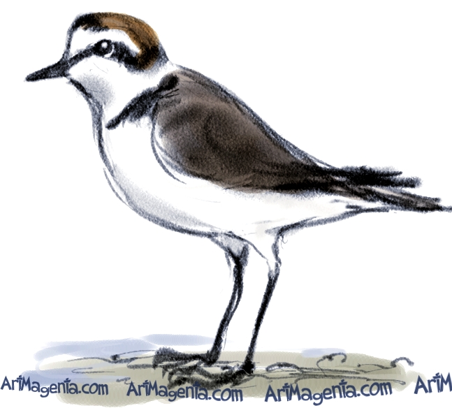 Birds: Kentish Plover