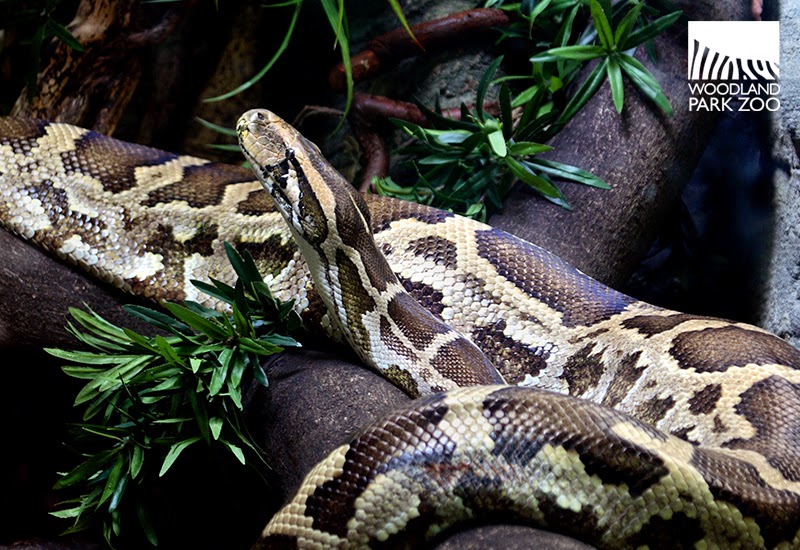 Thanksgiving, like a beast