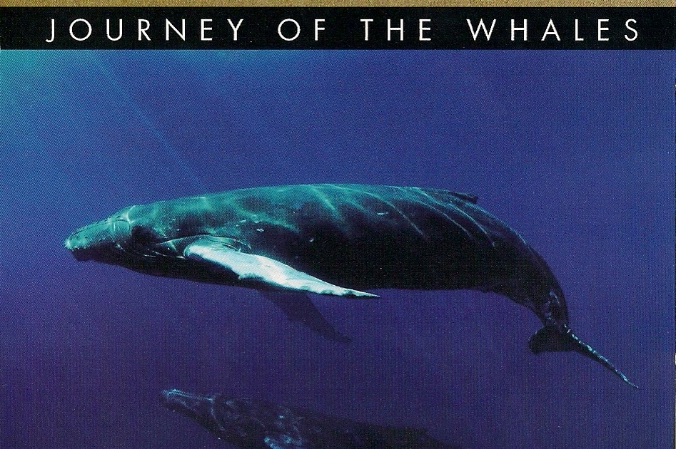 The Deep Blue - David Arkenstone - Journey Of The Whales (2006)