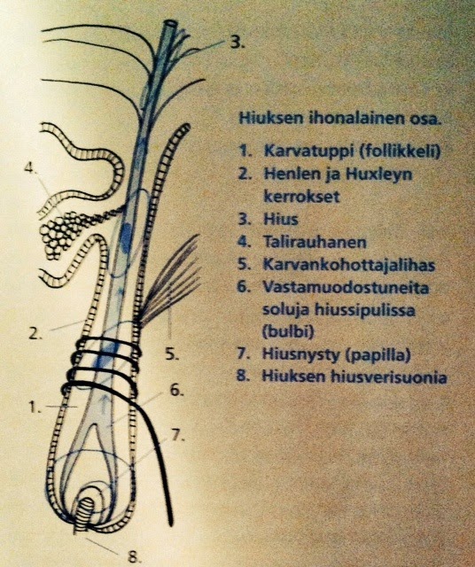 Hiustenhoidontaikaa: Hiukset