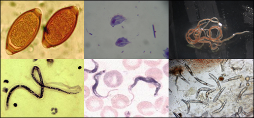 Biomedicina: Parasitologia