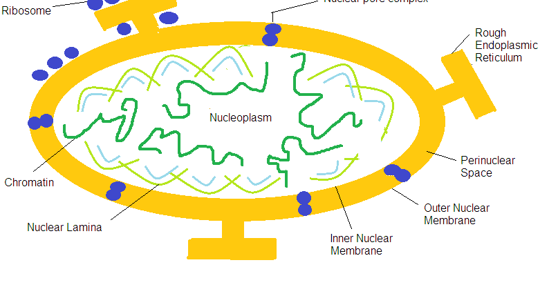 NUCLEUS:STRUCTURE AND FUNCTION: