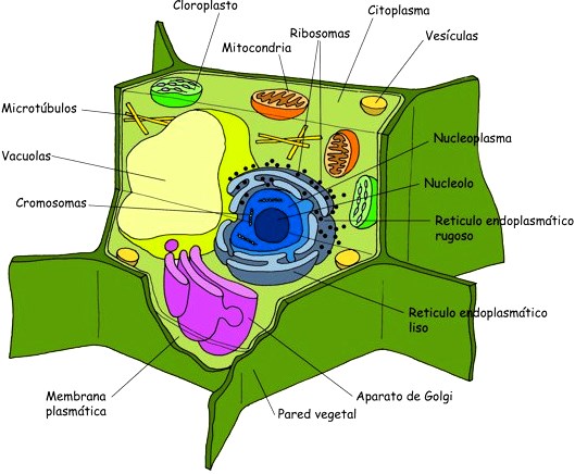 DE JESUS GÓMEZ: IMAGENES DE LA CELULA VEGETAL SEÑALANDO SUS PARTES