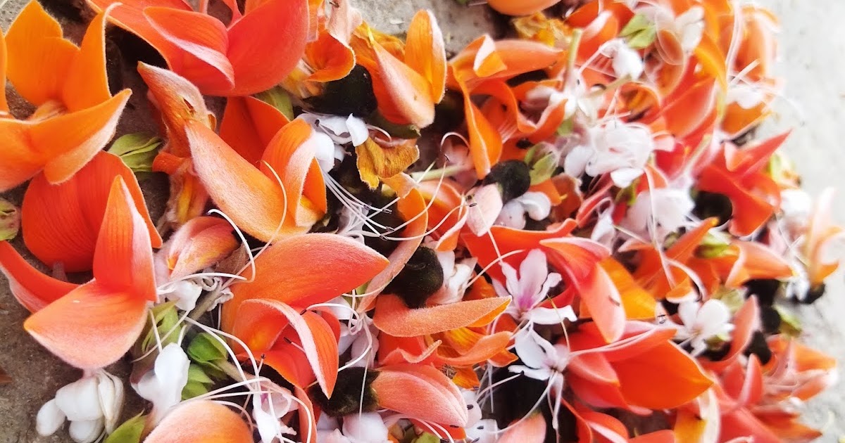 Flower of Palash, Royal Flower of Jharkhand.
