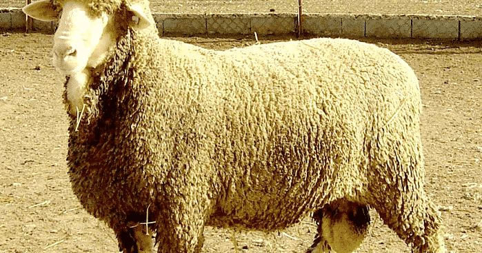razas de ovinos: 1.-Merino