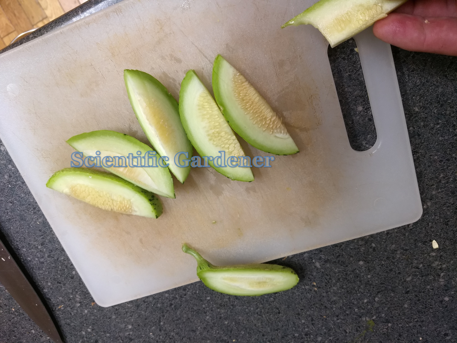 The Scientific Gardener: The Turkish Tursuluk Kelek in the Chicken Garden