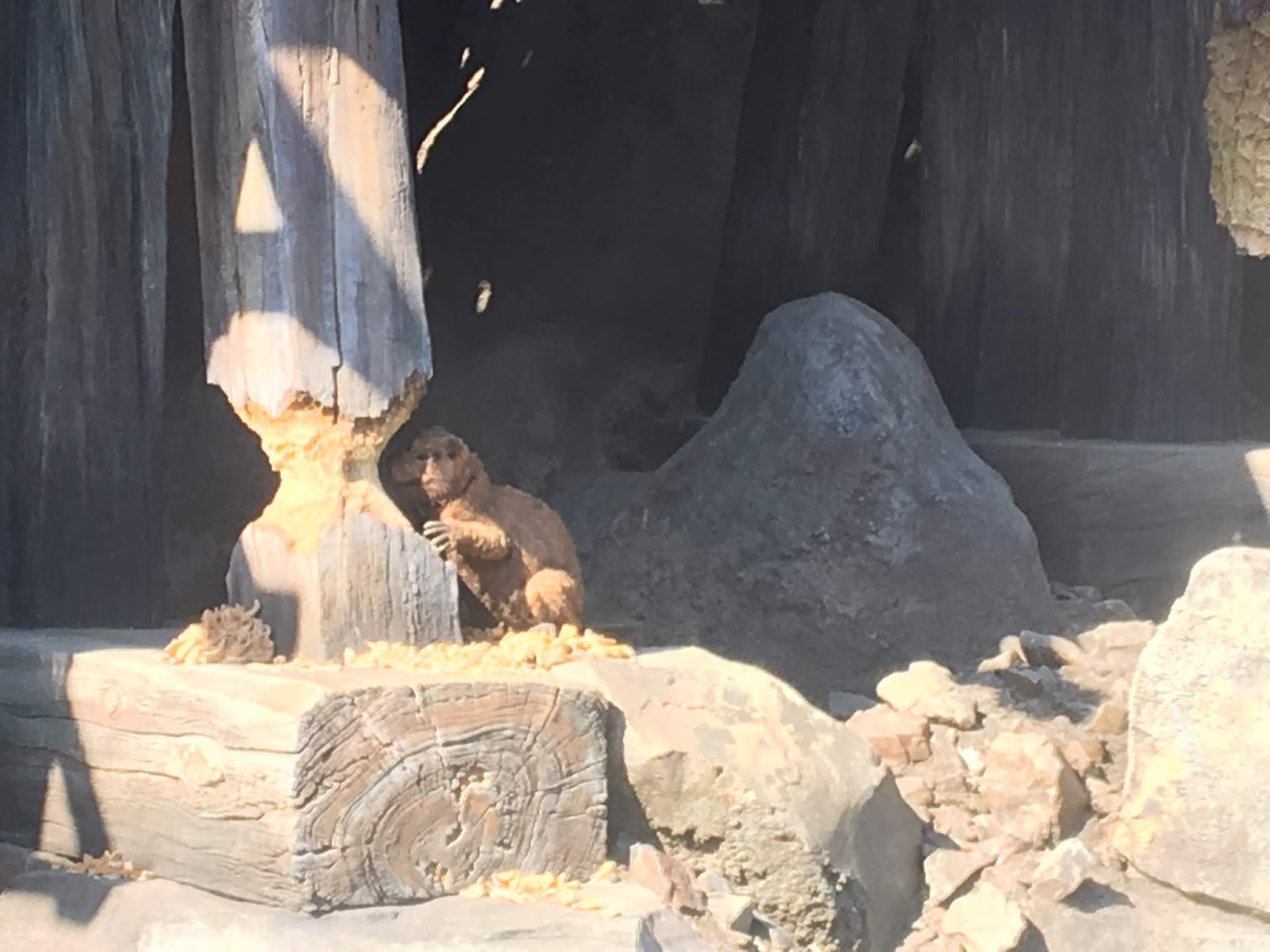 5 Great Disney Animatronics Outside the Rides