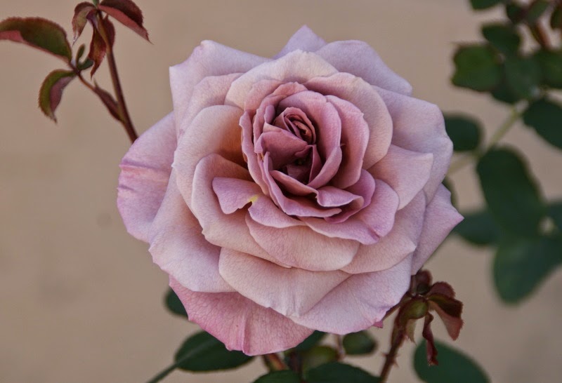Organic Garden Dreams: December Roses