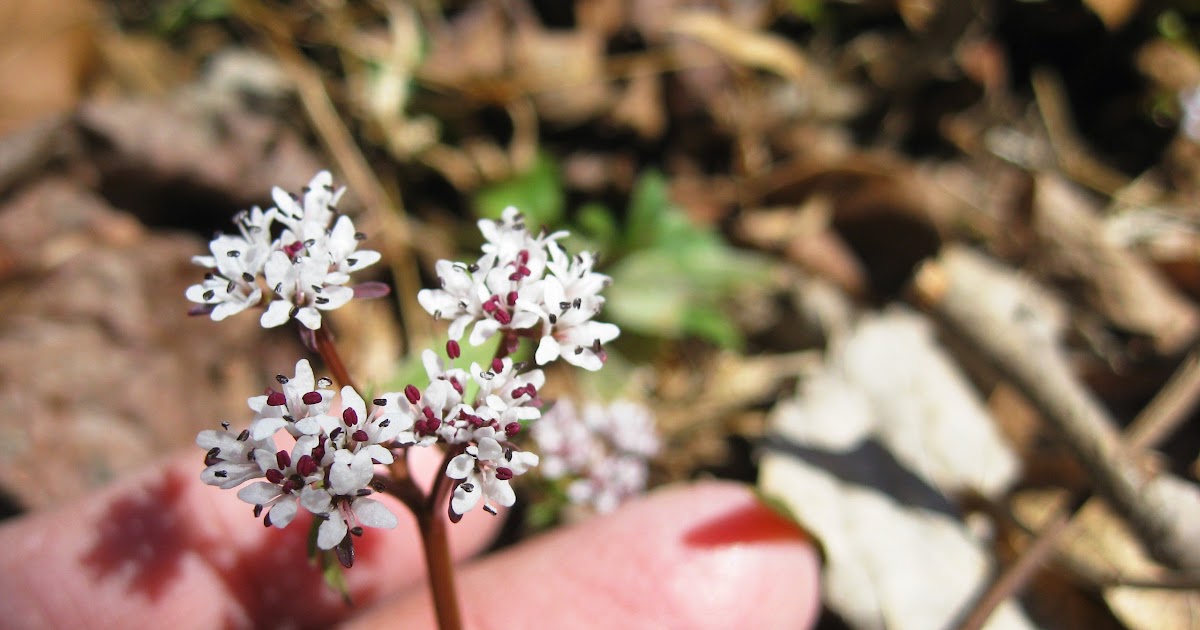 Capital Naturalist by Alonso Abugattas: Pepper-and-Salt is a Harbinger ...