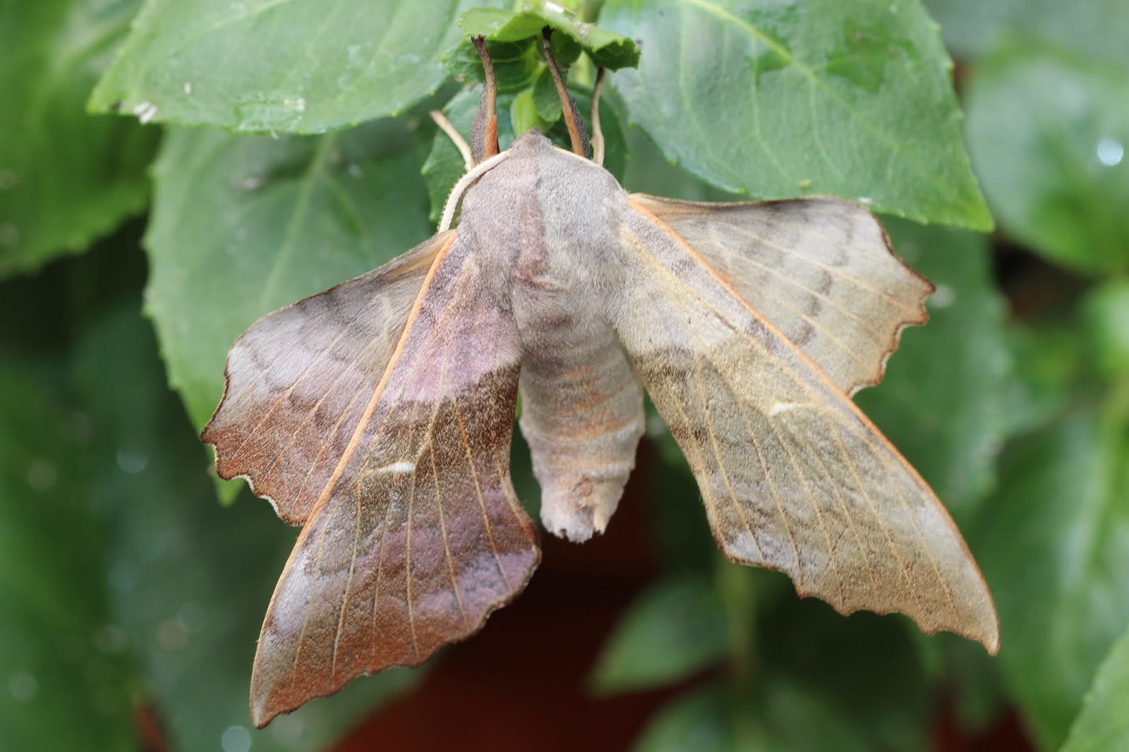 Hereford and Worcester Moths: A Bilateral Gynandromorph