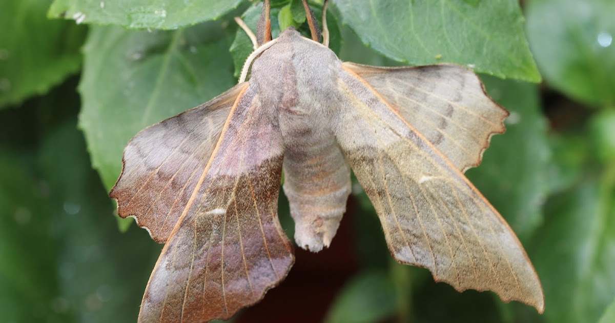 Hereford and Worcester Moths: A Bilateral Gynandromorph