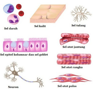 SEL- SEL DALAM BADAN MANUSIA- PBL 1 2020