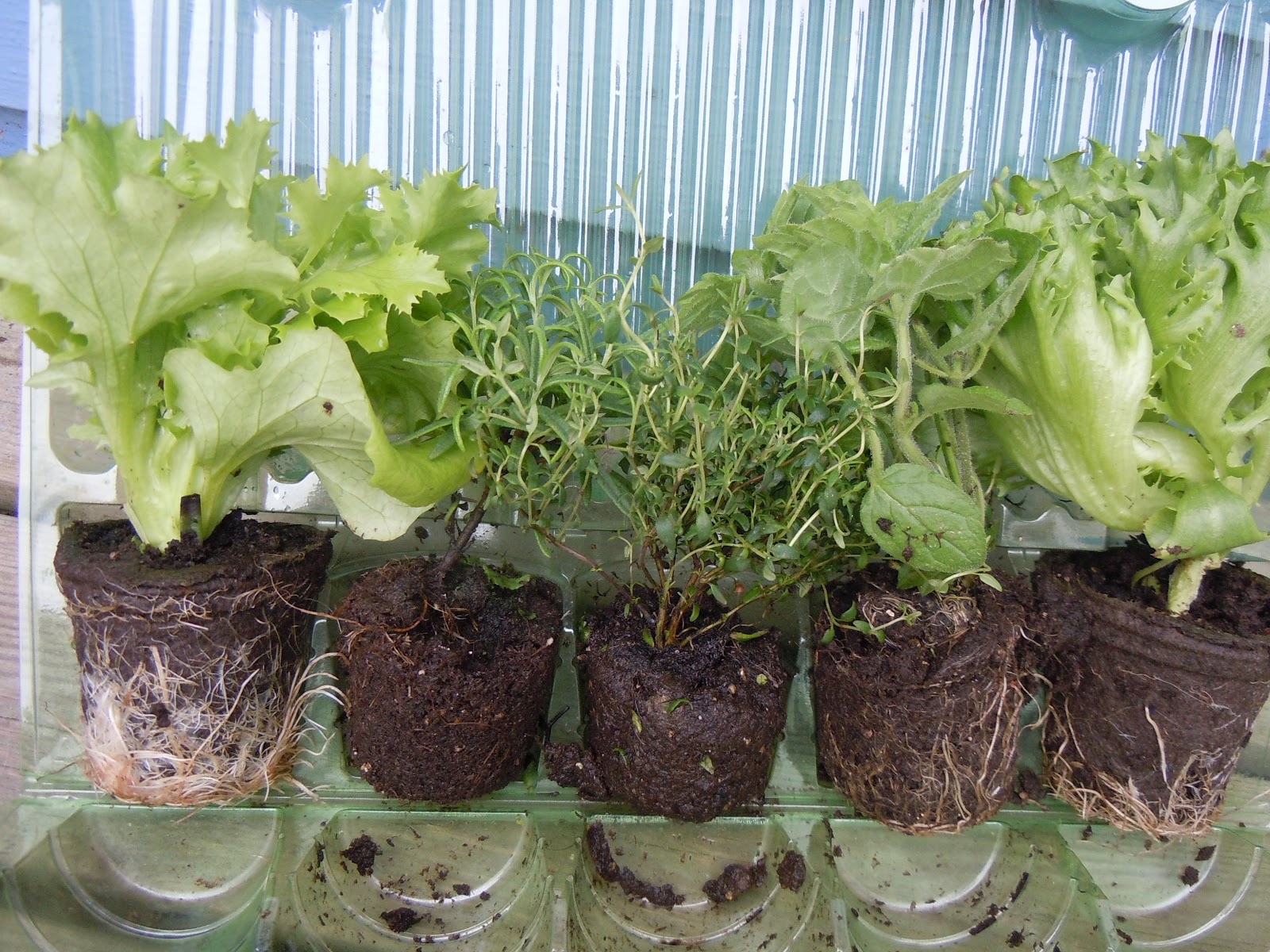 Klostra handelsträdgård - färdiga grönsaksplantor direkt hem