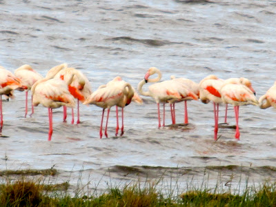 Texas to the Thames: Kenya's Lake Nakuru