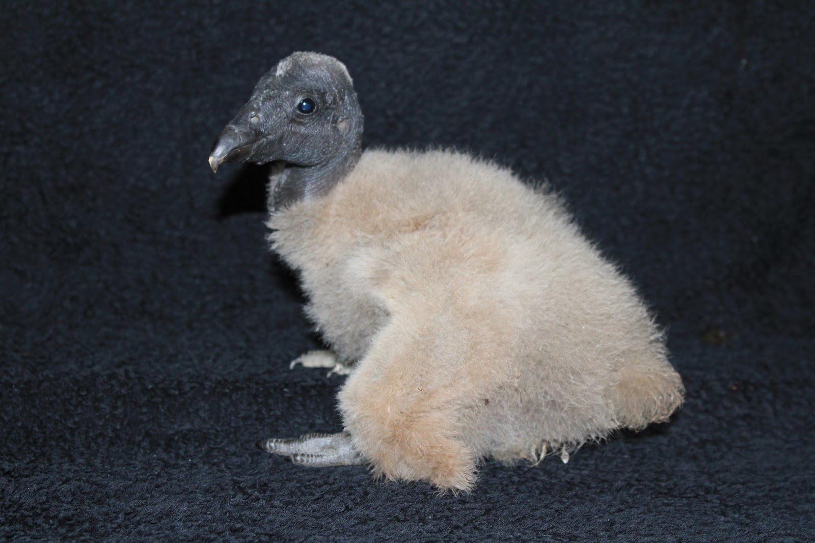 Birds – 4º Primaria Colegio Alberto Alcocer