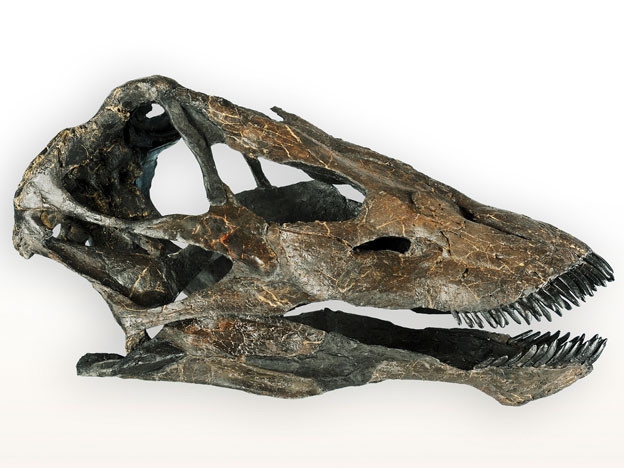 Species New to Science: [Paleontology • 2015] A Specimen-Level ...