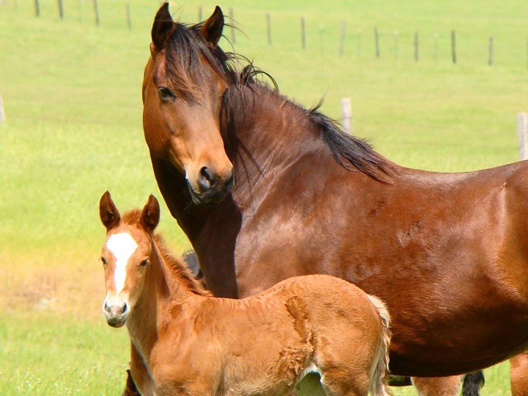 Geotripper: Springtime on the California Prairielands: An Update (and ...