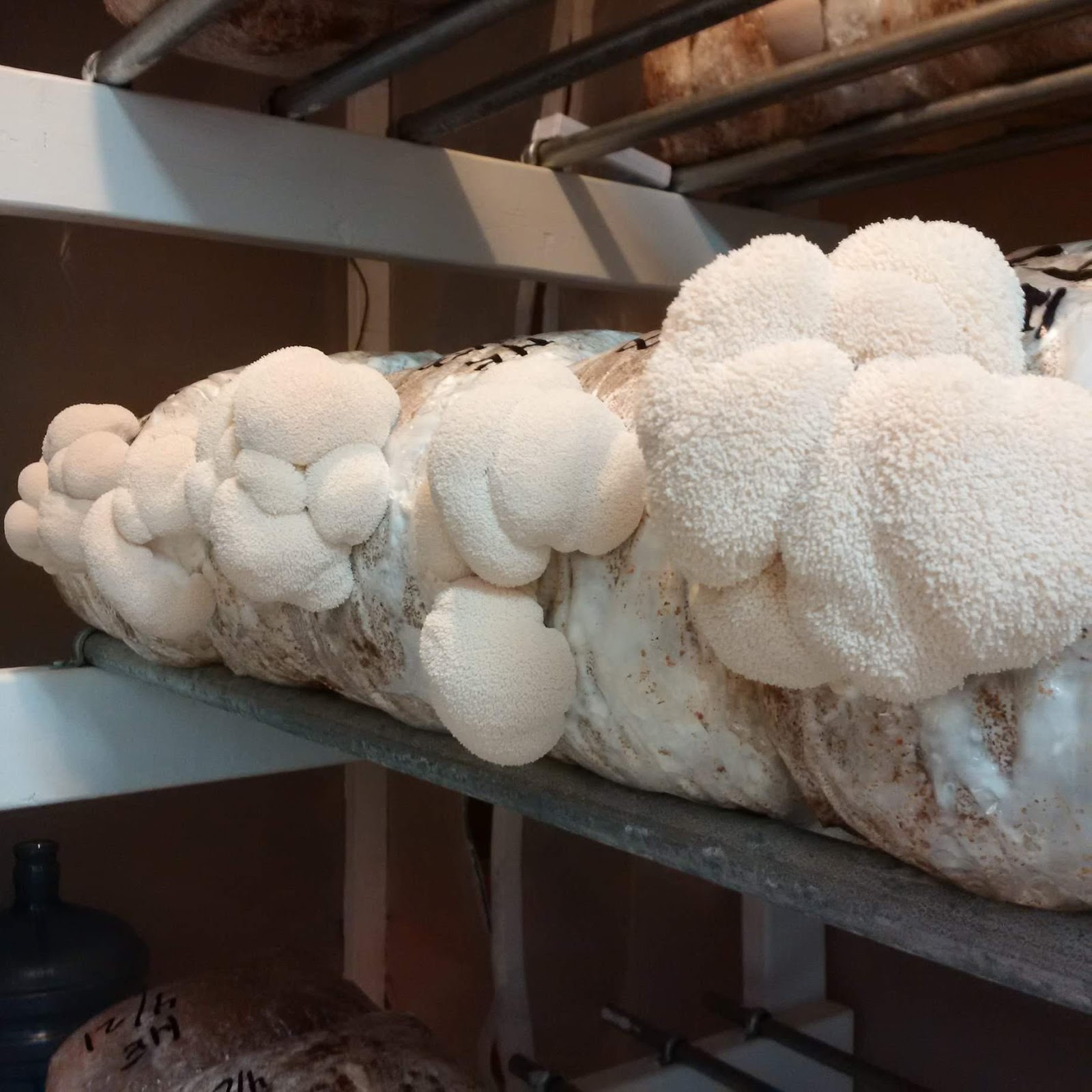 Nur Hafizah Sharudin's Blog: CENDAWAN BUNGA KOBIS UNTUK PERTUMBUHAN SARAF