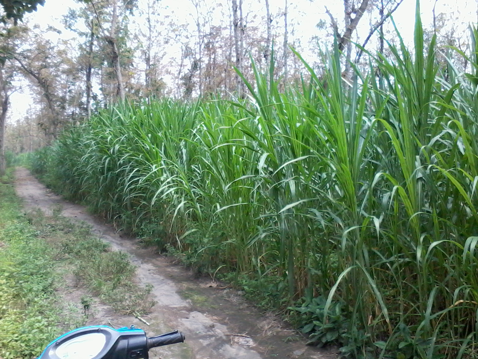 BIBIT RUMPUT GAJAH KOLONJONO / KALANJANA - Rumput Taman Malang