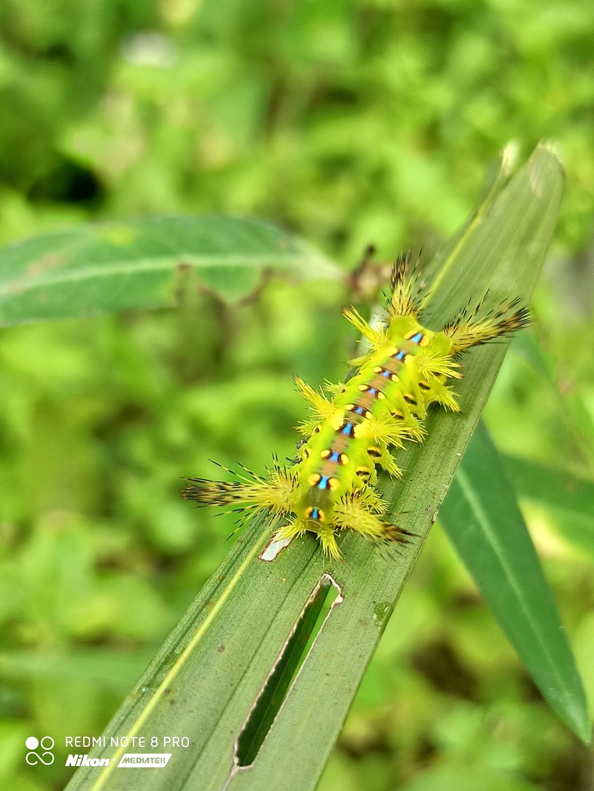 Data Diri (bukan KTP loh): Hama Kelapa Sawit