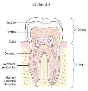"EL MUNDO DENTAL": EL DIENTE
