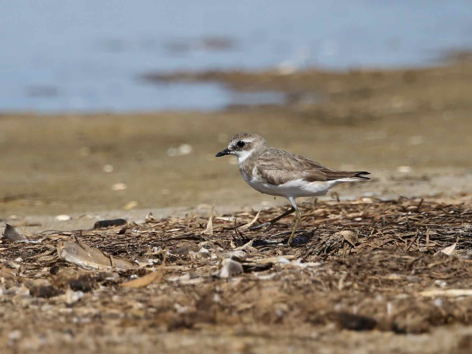 Avithera: Lesser Sand Plover
