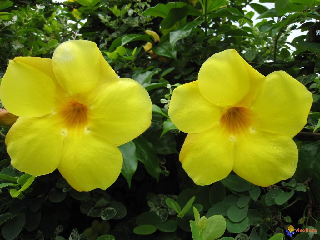Allamanda | World Of Flowers