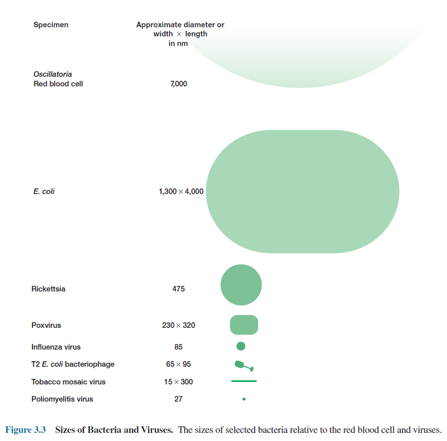 Microbiology Notes: Bacterial Cell Structure and Function