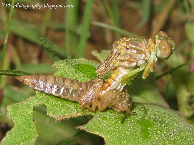 Dragonfly Life Cycle | Nature, Cultural, and Travel Photography Blog