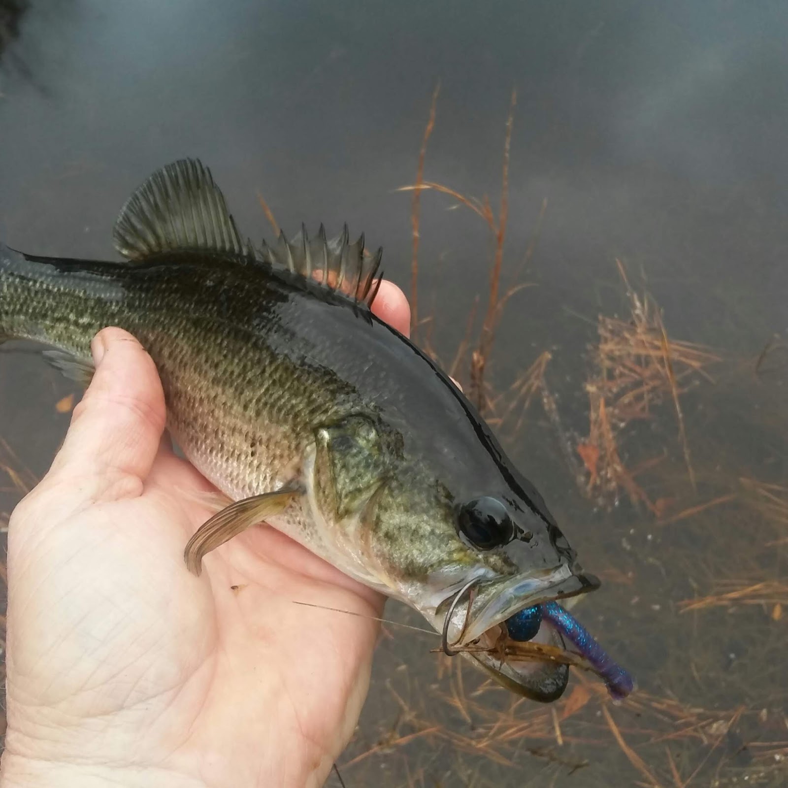 Palmetto Fly N' Fish: New Year Begins - 24 Hour Fishing Success!
