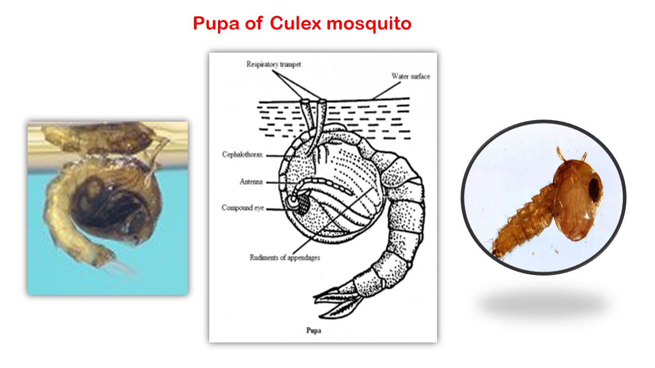 Spotters in "Environment and Health: Mosquitoes- Culex" for CFM & MPH ...