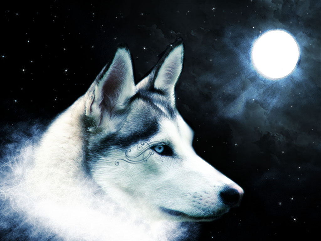 Perros Lobos Lindos Imagui