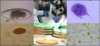 Laboratorio clinico: ANÁLISIS COPROLÓGICO