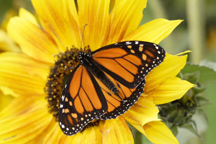 IPA: Jenis Penyerbukan