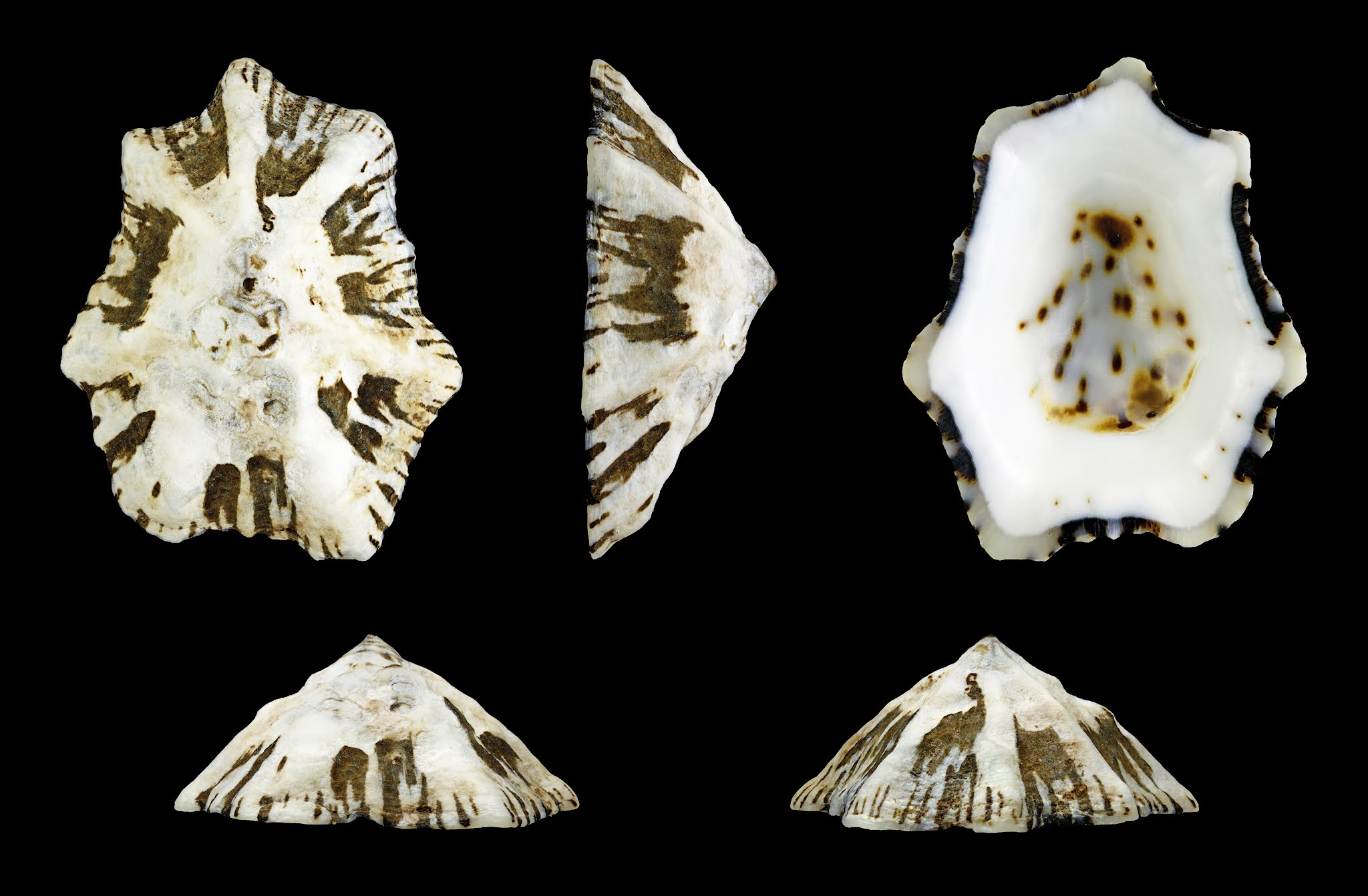 Variety of Life: Patelloida