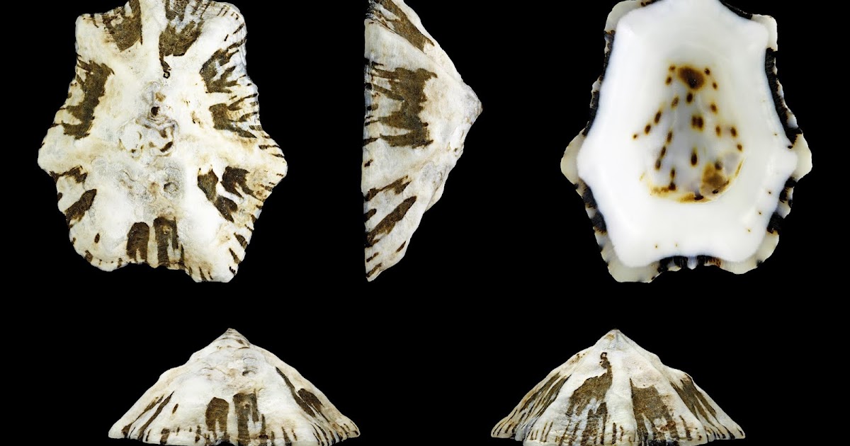 Variety of Life: Patelloida