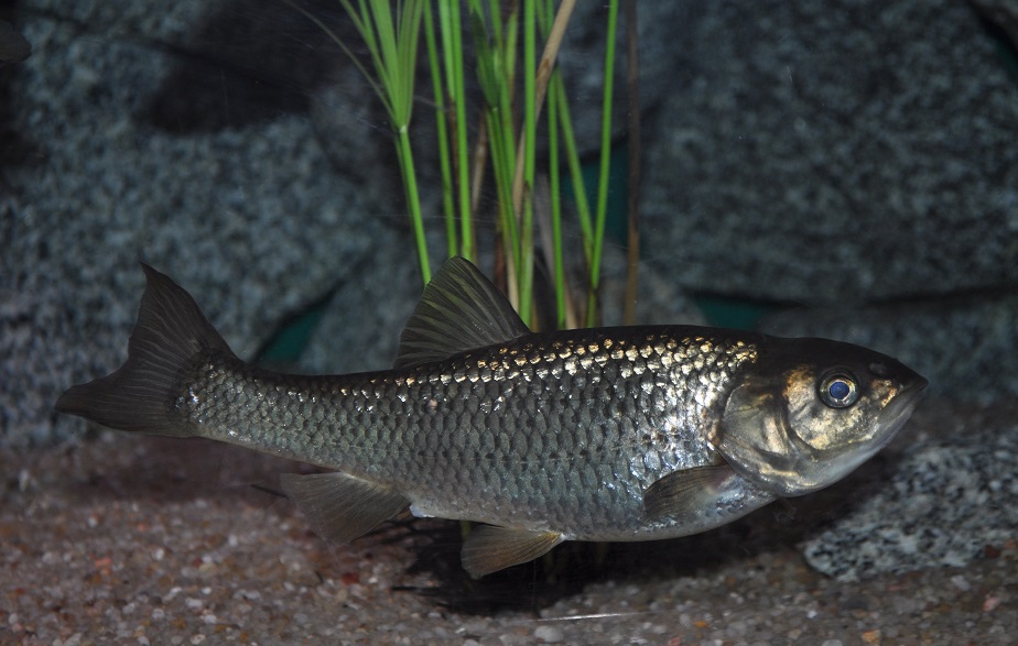 ZOOTOGRAFIANDO (6.100 ANIMALS): CACHUELO (Squalius pyrenaicus)