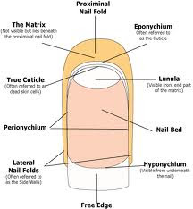 saya menyesal :(: ANATOMI KUKU
