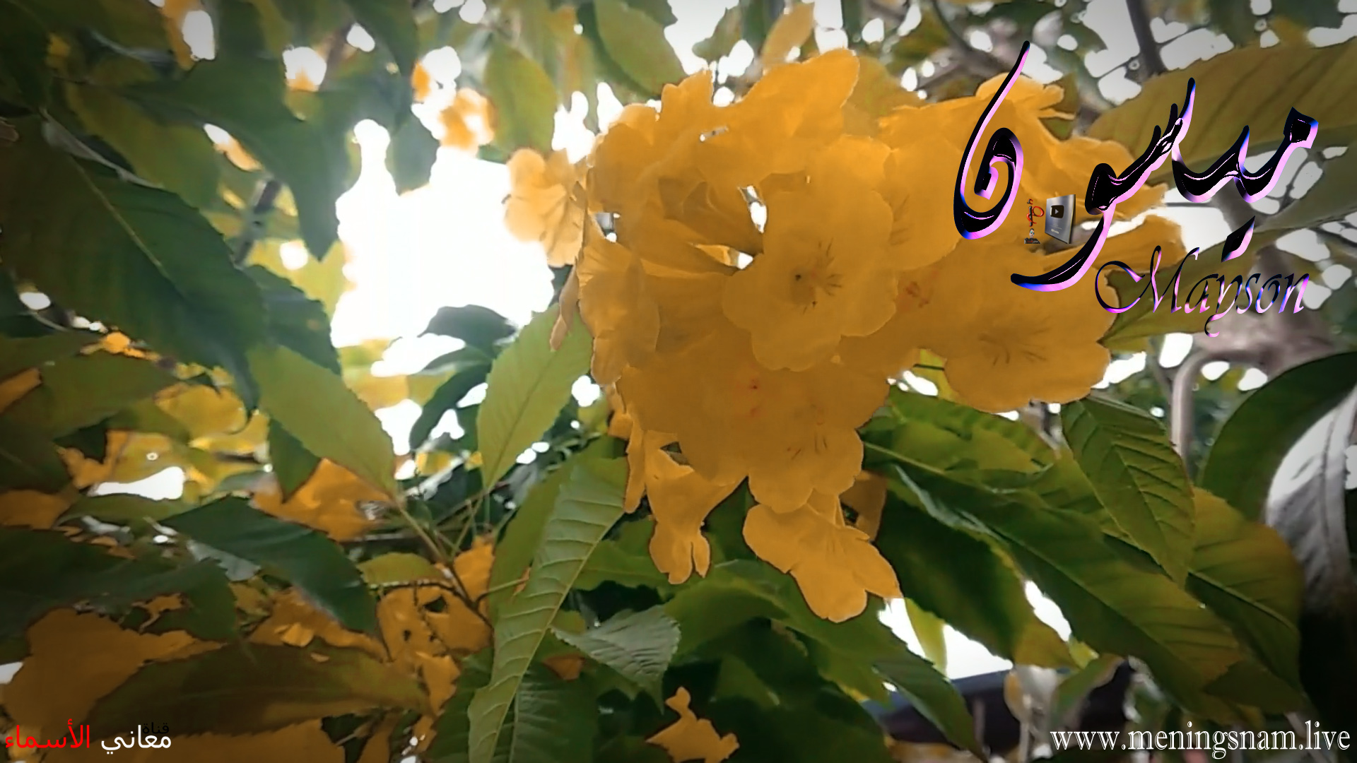 معنى اسم ميسون وصفات حاملة هذا الاسم Maysson - معاني الأسماء ومعاني ...