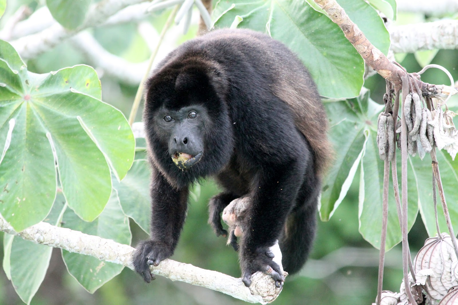 The Flying Mullet: Monkey Business