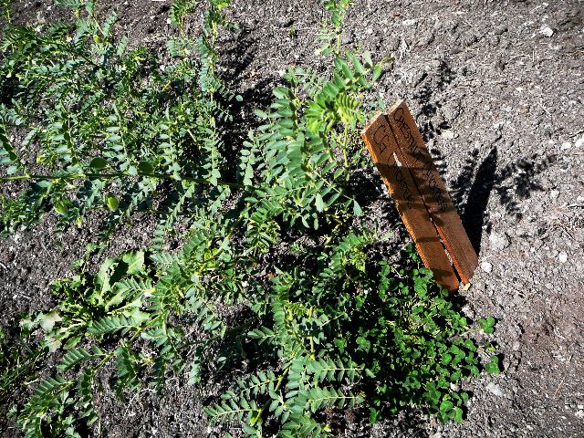 Salt Spring Seeds Garden Tour