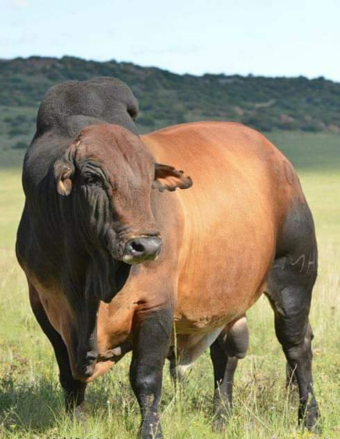 BORAN CATTLE: BEEF CATTLE BREED