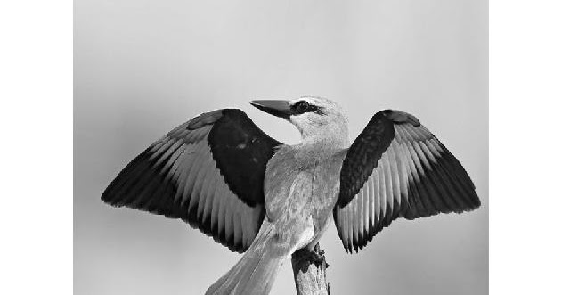 Programixs Program For Bit Plane Slicing Of Image Using Matlab