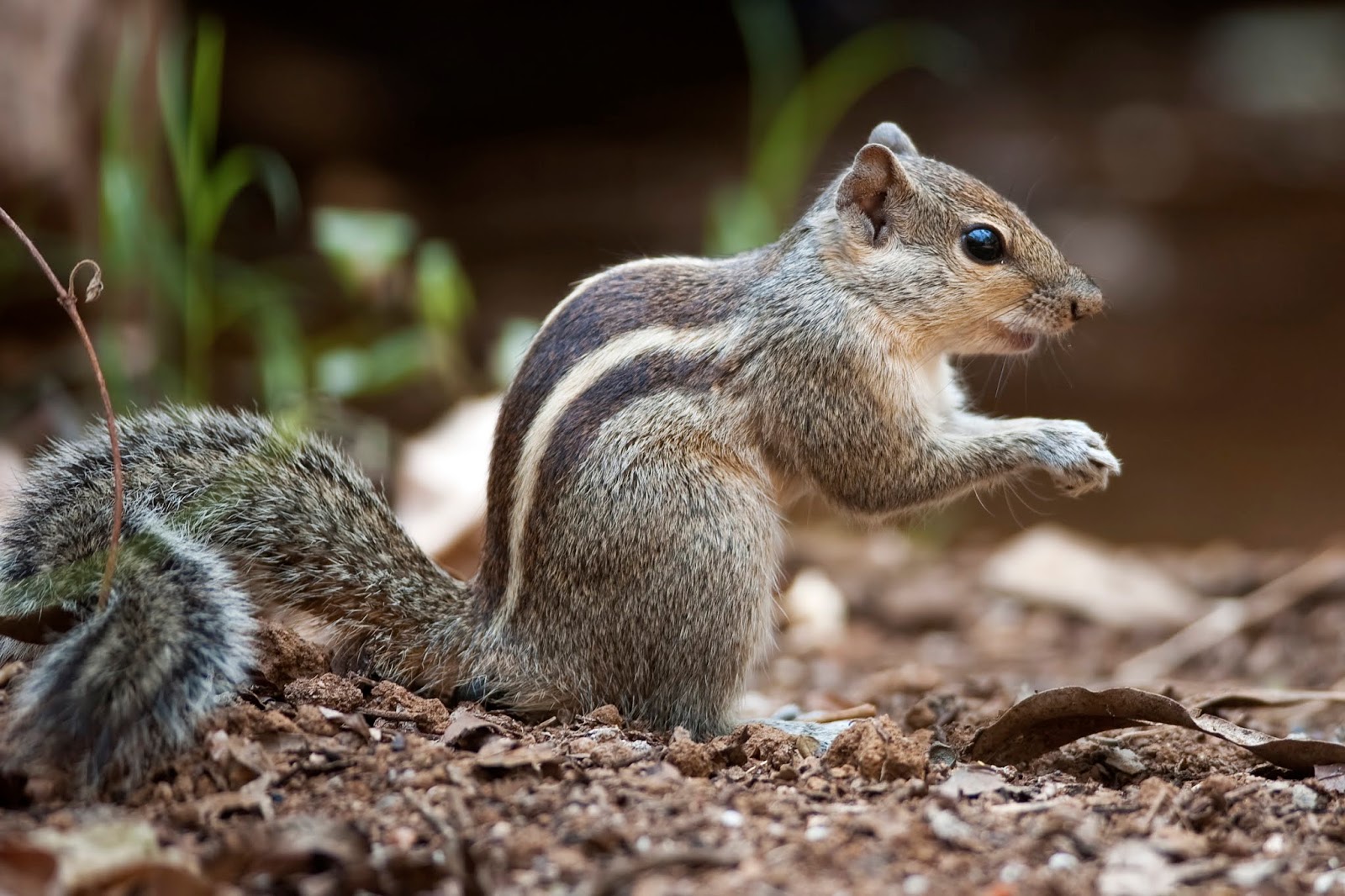 Squirrels - 22 Interesting facts - FactoPedia Universe