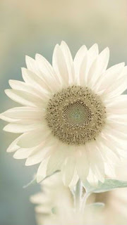 gambar Bunga Matahari Putih | Pot Bunga Matahari - Cara Merawat Bunga ...