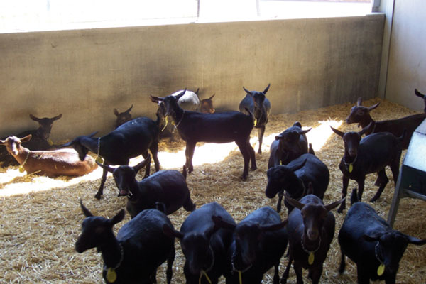 alimentacionderumiantes : Manejo en la alimentación del Caprino de Leche