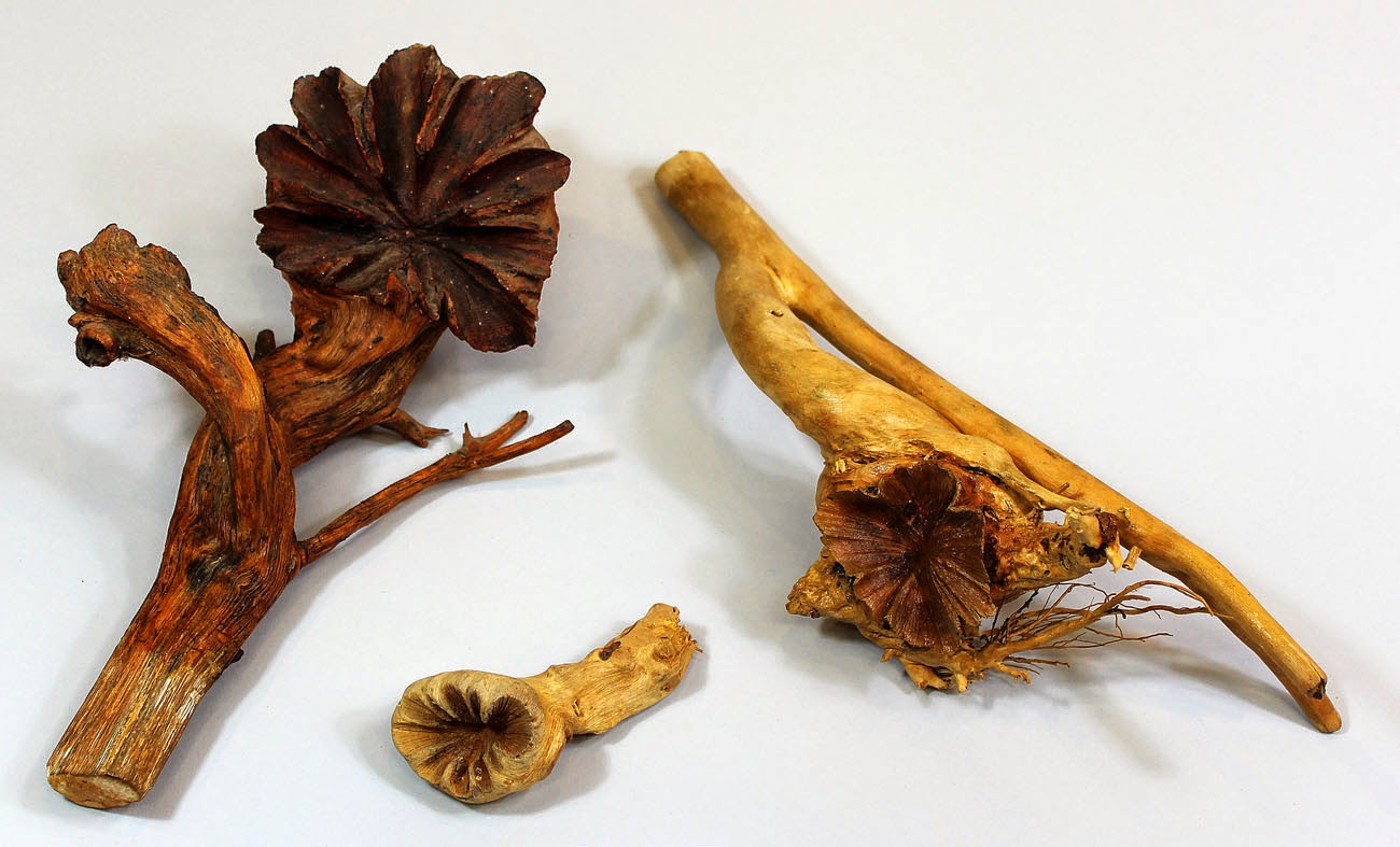 Tauranga Historical Society: Wood Rose, Dactylanthus taylorii